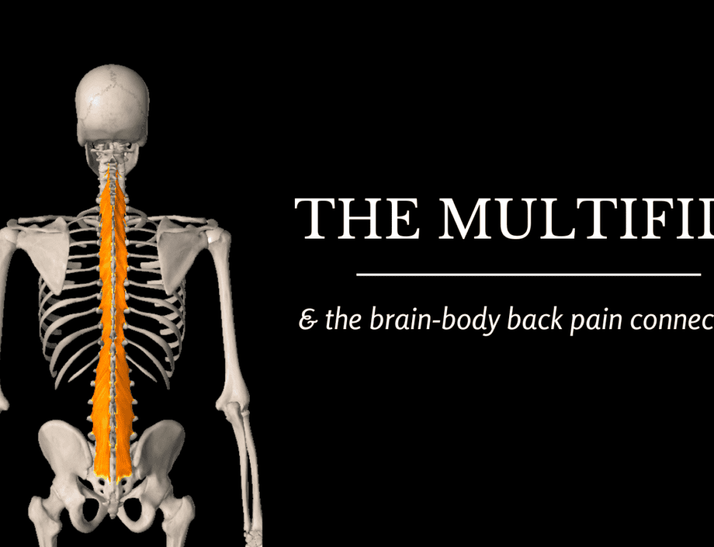 Why Hamstrings Get Tight - and Why Stretching Them Will Never Fix Back ...